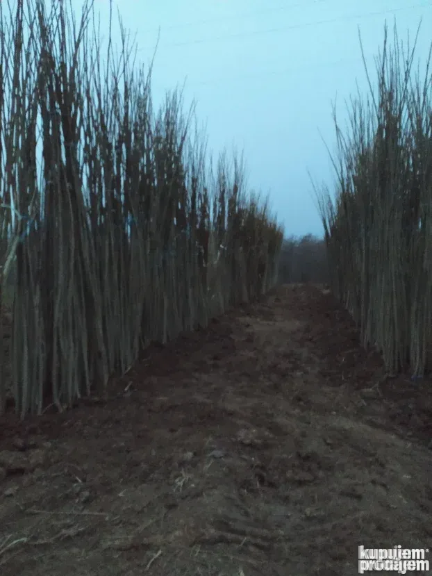 sadnice kanadske topole kanadska topola - KupujemProdajem