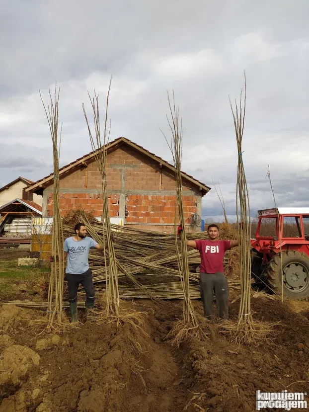 sadnice kanadske topole kanadska topola - KupujemProdajem