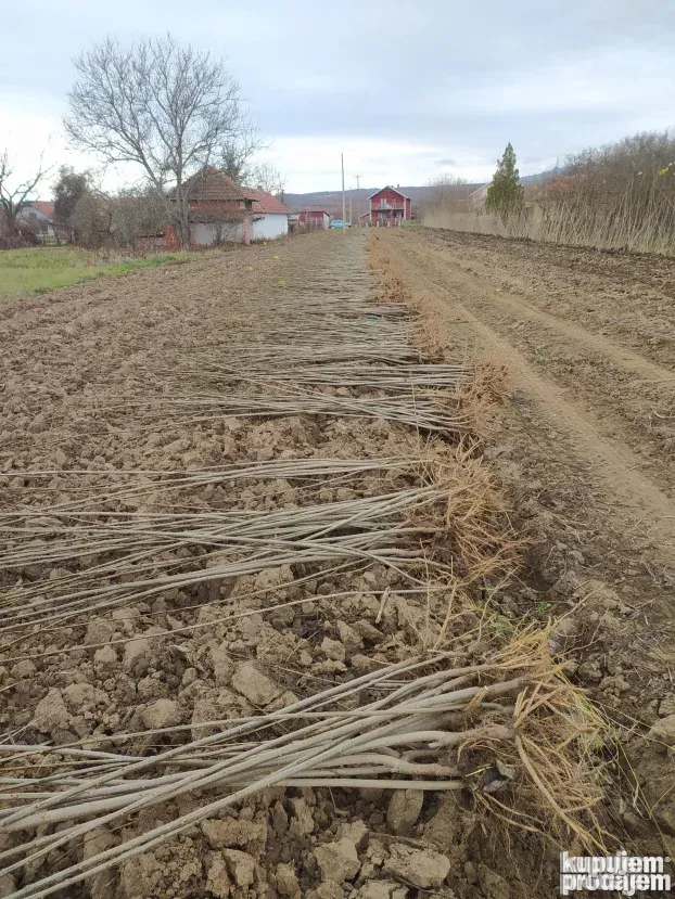 sadnice kanadske topole kanadska topola - KupujemProdajem