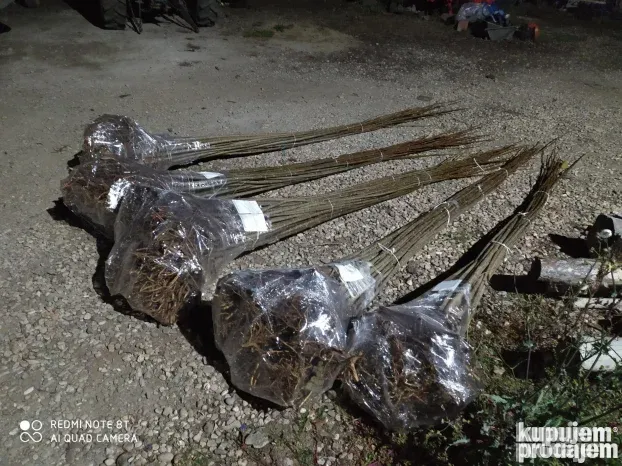 sadnice kanadske topole kanadska topola - KupujemProdajem