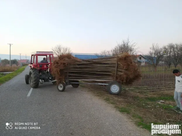 sadnice kanadske topole kanadska topola - KupujemProdajem