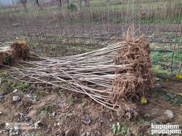 sadnice kanadske topole kanadska topola - KupujemProdajem