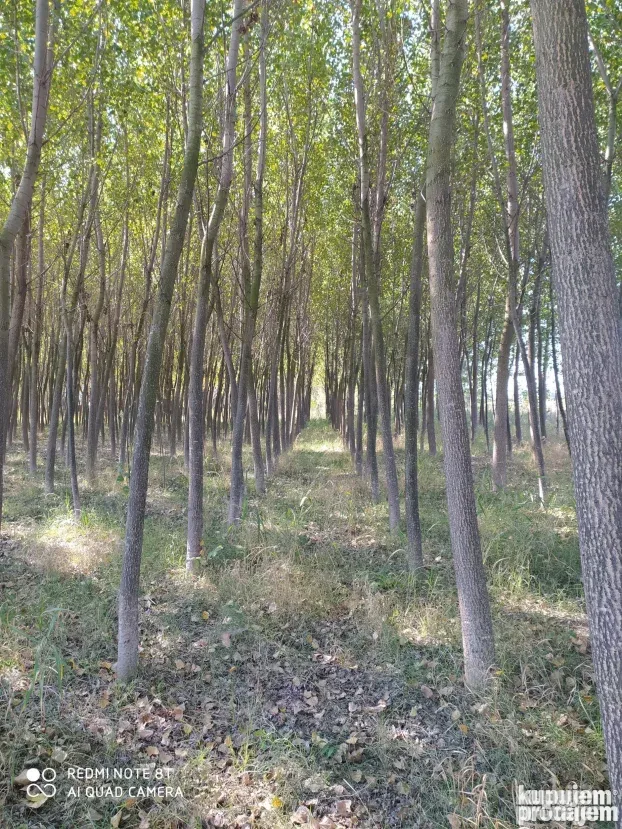sadnice kanadske topole kanadska topola - KupujemProdajem