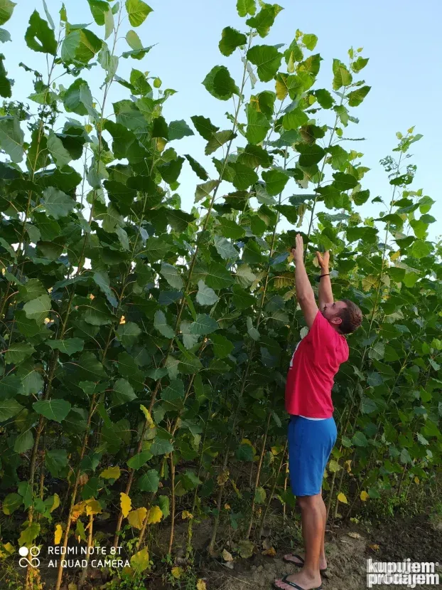 sadnice kanadske topole kanadska topola - KupujemProdajem