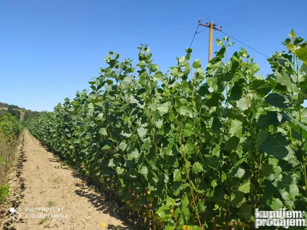 sadnice kanadske topole kanadska topola - KupujemProdajem