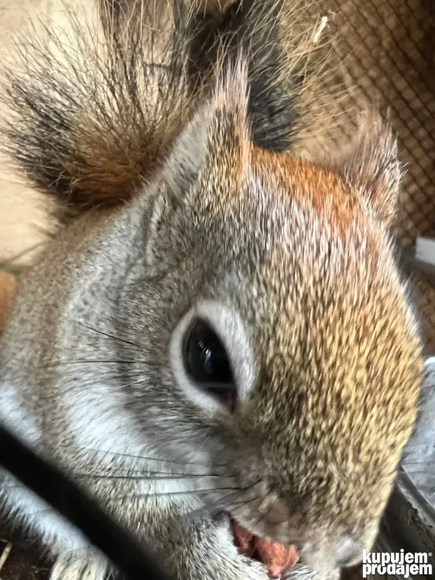 Sibirske veverice,Mongolski skočimiševi,hrčkovi - KupujemProdajem
