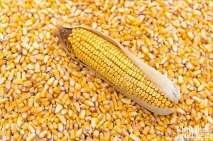 Rezultati pretrage - KupujemProdajem