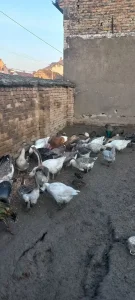 Ćurke, guske i patke - KupujemProdajem