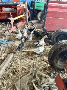 Ćurke, guske i patke - KupujemProdajem