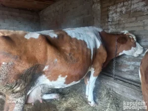 Rezultati pretrage - KupujemProdajem