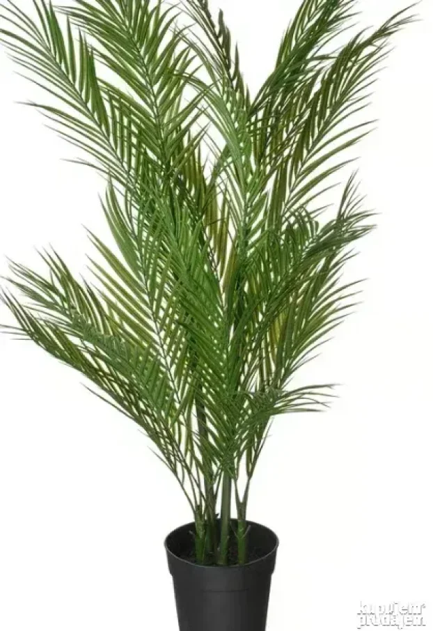 IKEA vestacka biljka palma areka visina 120cm - KupujemProdajem