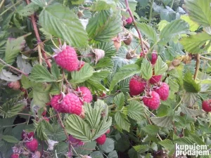 Radnik za berbu voća / hladnjaču (sa smeštajem) - Poslovi - KupujemProdajem