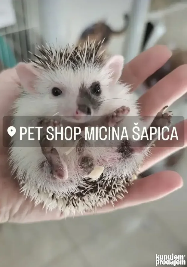 Africki patuljasti jez jezevi BEBE - KupujemProdajem