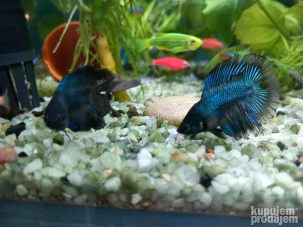 sijamski borci -ribice za akvarijum - KupujemProdajem