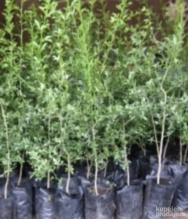 Sibirski limun sadnice - KupujemProdajem