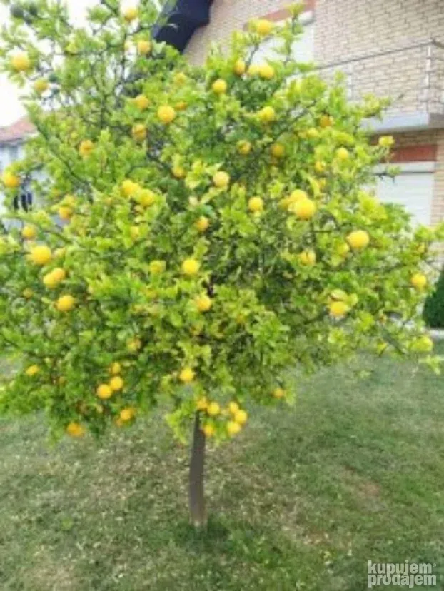 Sibirski limun sadnice - KupujemProdajem