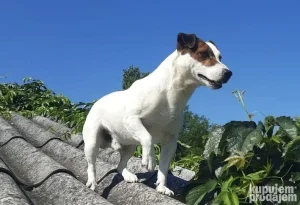 Psi | Terijeri - KupujemProdajem