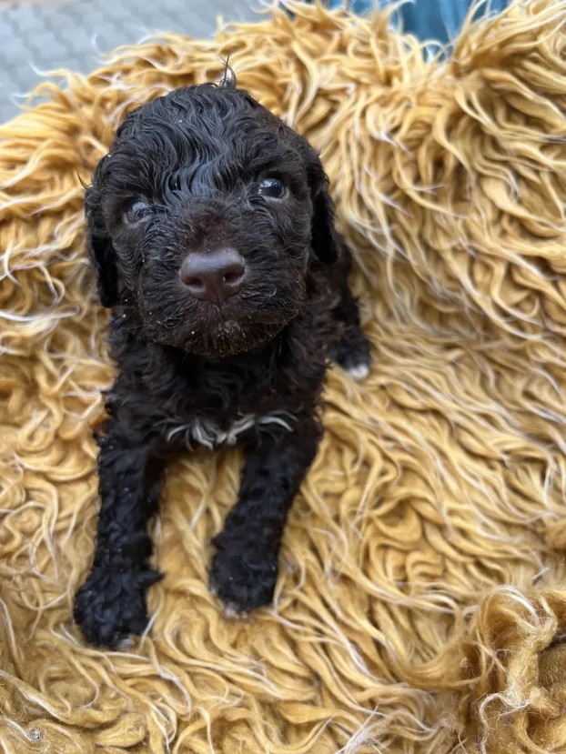 Lagotto romagnolo štenci - KupujemProdajem