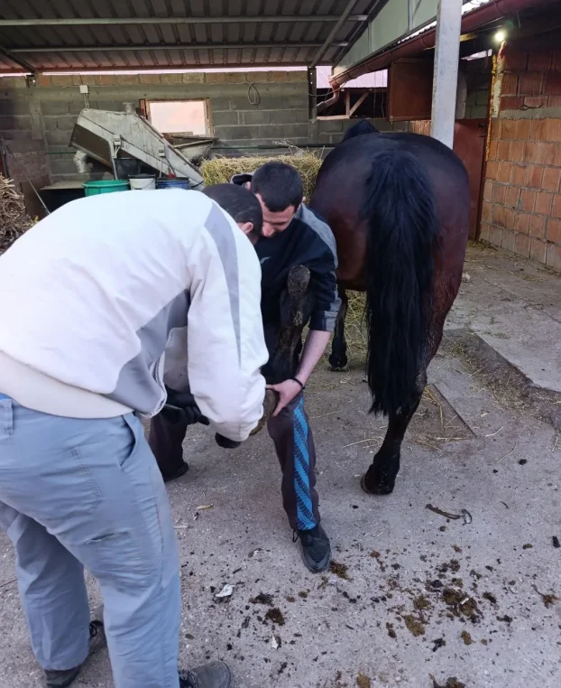 Kobila polu nonius visoko zdrebna - KupujemProdajem