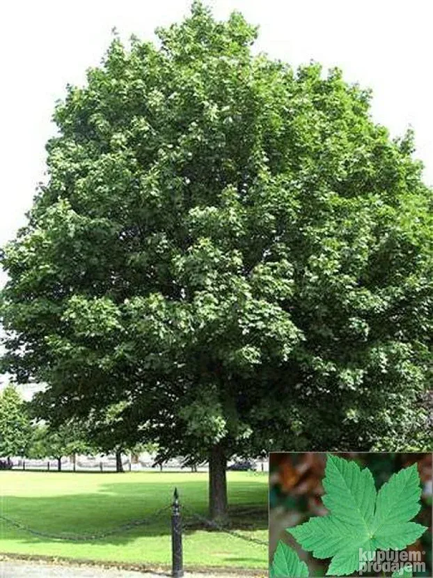 Sadnice gorski javor od 2 do 5m visine - KupujemProdajem