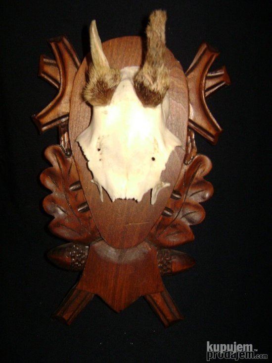 Rogovi 18 - KupujemProdajem