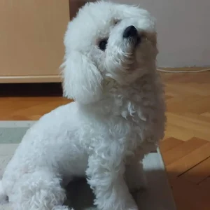 Rezultati pretrage - KupujemProdajem