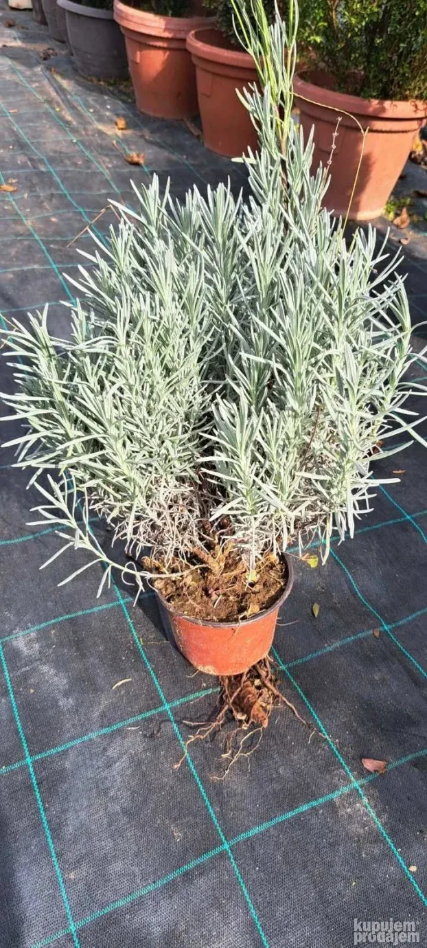 Lavanda sadnice - KupujemProdajem