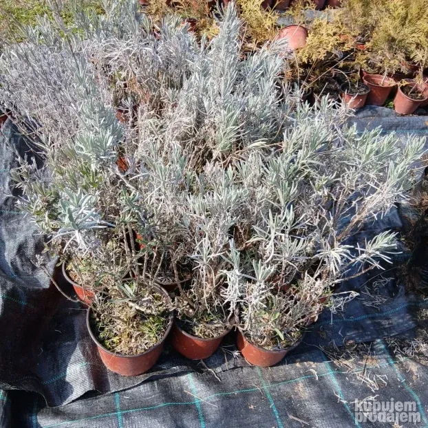Lavanda sadnice SNIZENJE DO 3 JULA - KupujemProdajem