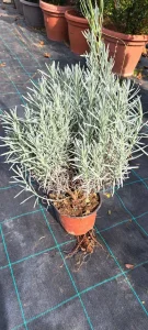 Lavanda sadnice SNIZENJE DO 3 JULA - KupujemProdajem