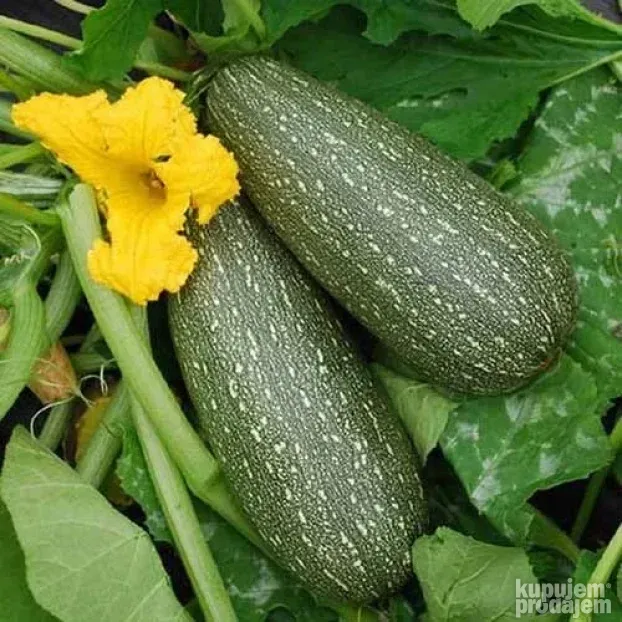 Zelena tikvica domaća domaće seme organsko bio - KupujemProdajem