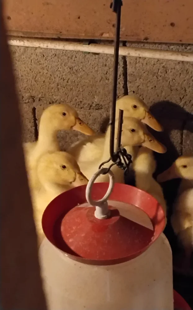 Pekinški pačići u čistoj rasi - ( stari 30 dana ) Barajevo ...