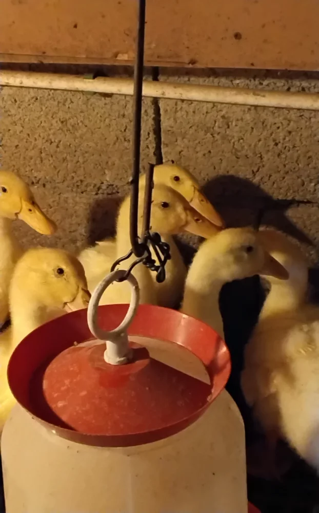 Pekinški pačići u čistoj rasi - ( stari 30 dana ) Barajevo ...