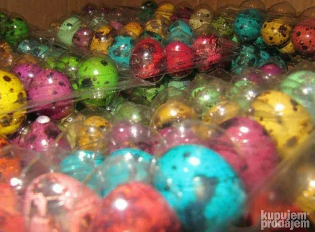 Kartonska i plasticna PVC, PET ambalaza za prepelicija jaja ...