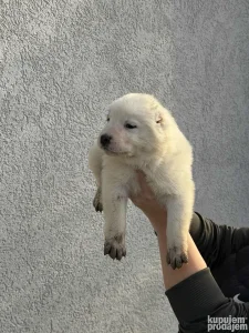 Azijat - Rezultati pretrage - KupujemProdajem