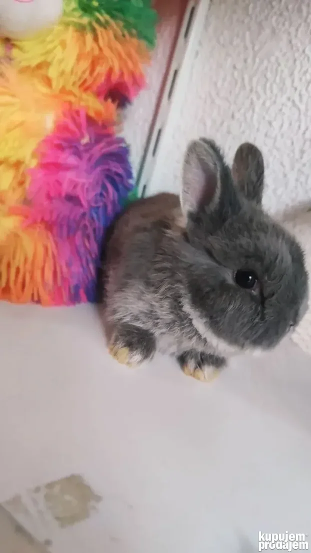 Holandski patuljasti MINI zec zecevi kunice malog rasta - KupujemProdajem