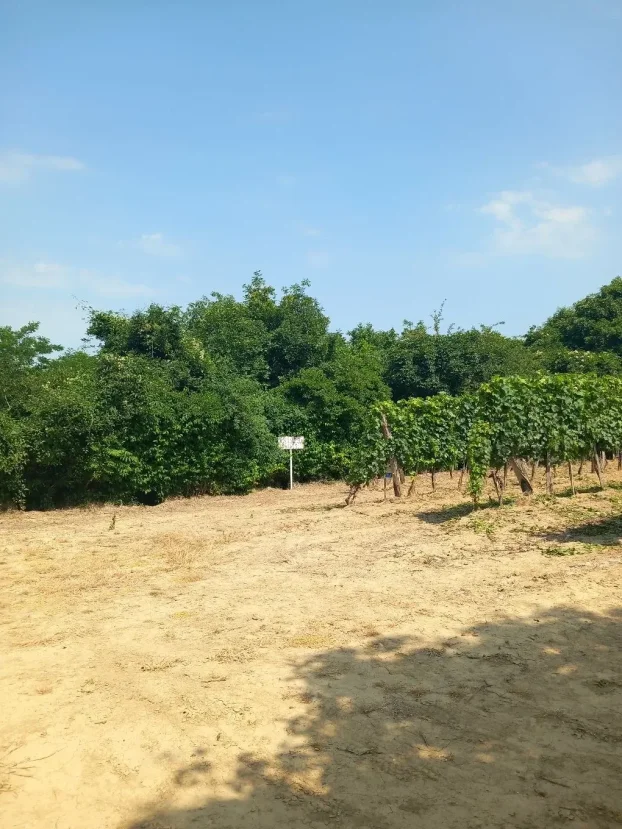Plac i zemljište na prodaju - Plac fruska gora Dumbovo 23ara ...
