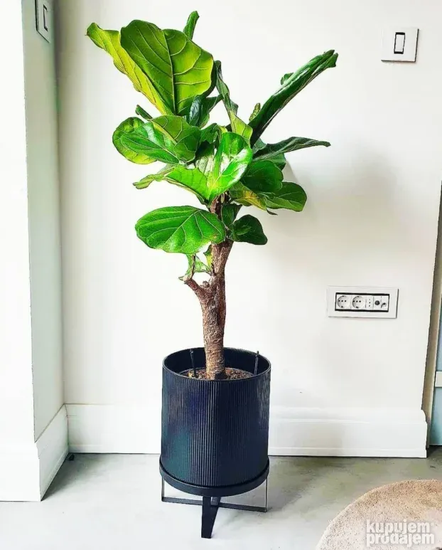Fikus i ostalo sobno cvece - KupujemProdajem