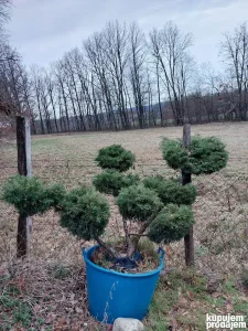 Rezultati pretrage - KupujemProdajem