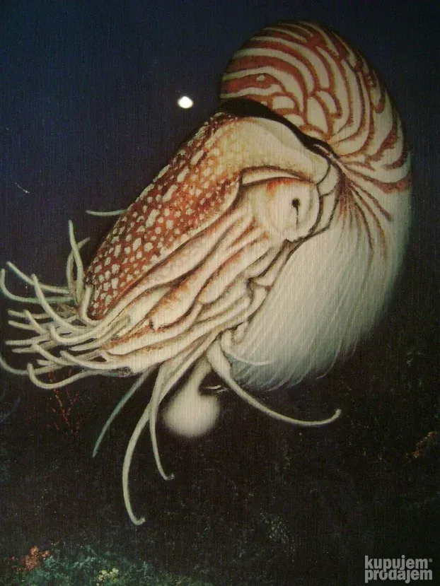 Dragan Malesevic Tapi Nautilus - KupujemProdajem