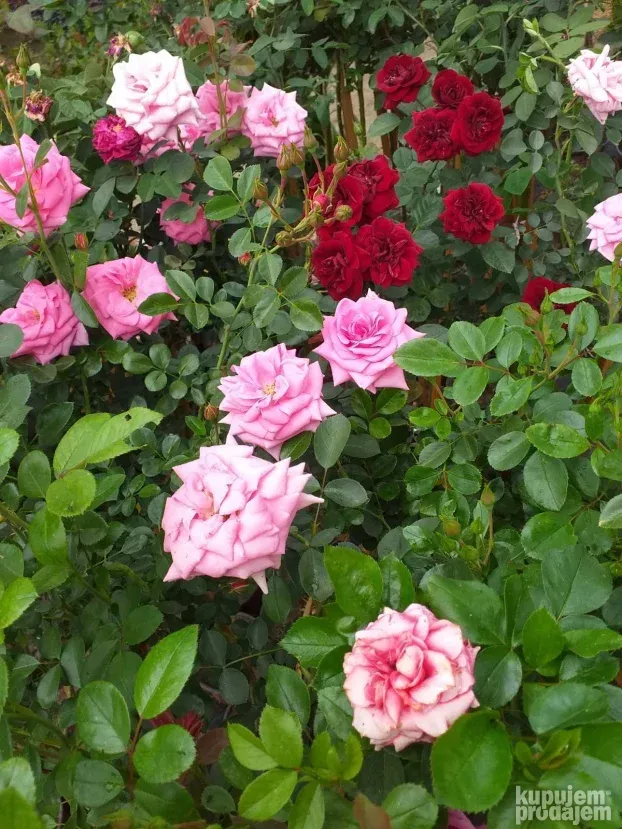 Ruže stablašice - KupujemProdajem