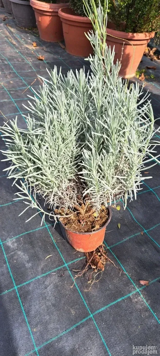 Lavanda sadnice - KupujemProdajem