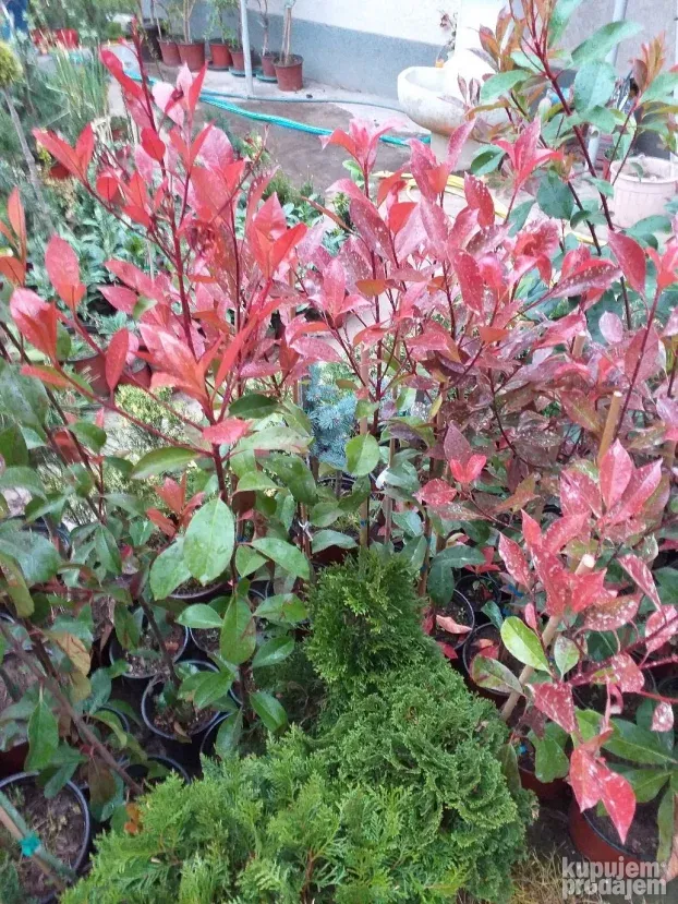 Fotinija - KupujemProdajem