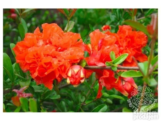 Ukrasni Nar sadnice - KupujemProdajem