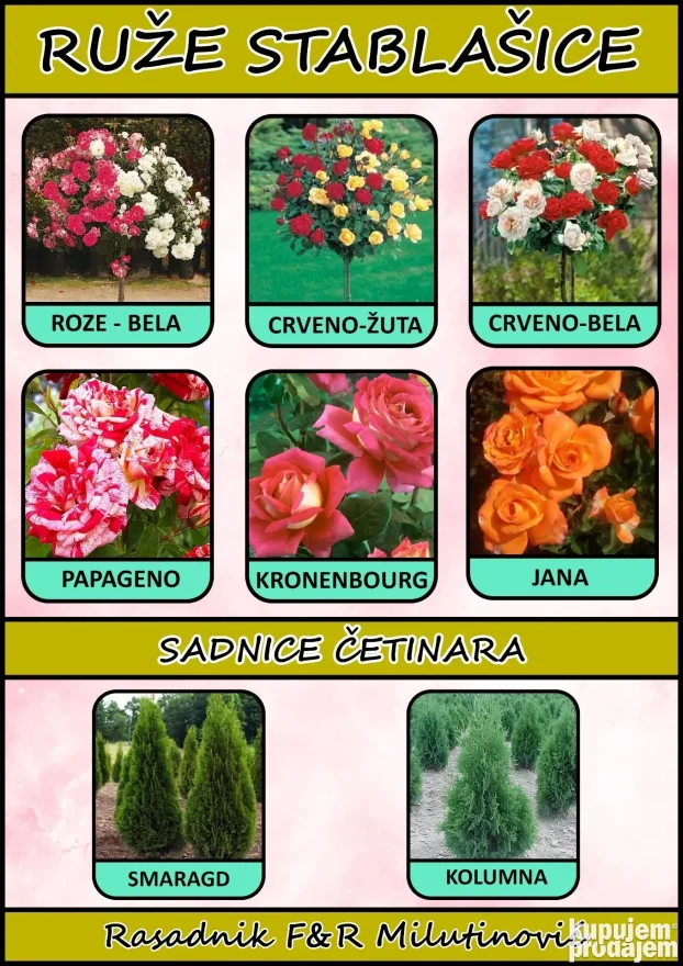 Ruze - sadnice ruza (stablasice, cajevke, polijante, mini ...
