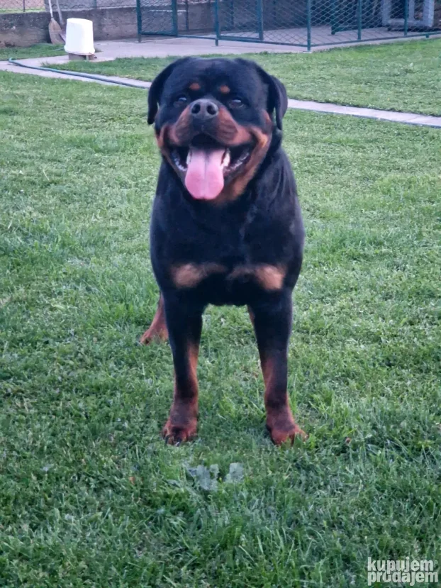 Rotvajler - KupujemProdajem