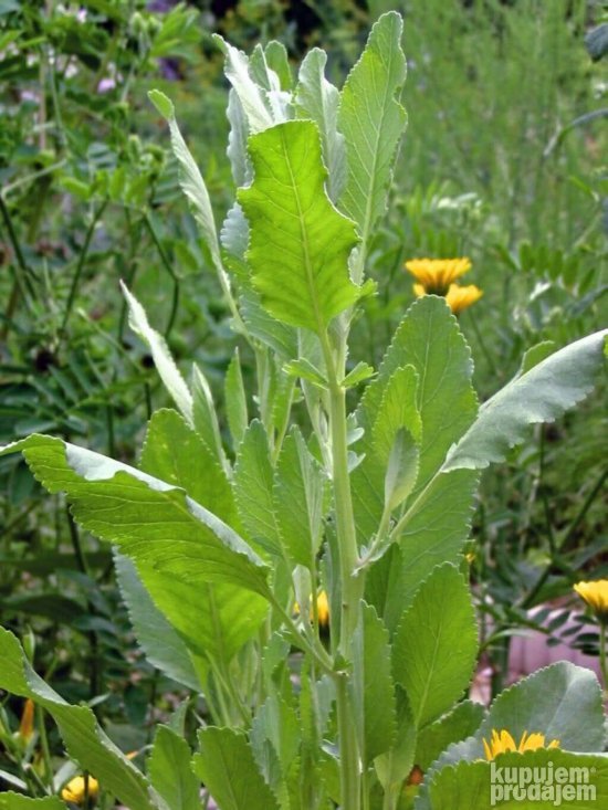 Kaloper lekovita i dekorativna biljka - KupujemProdajem