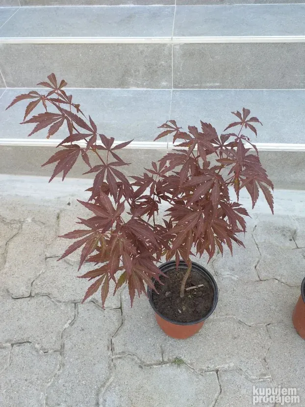 Japanski crveni javor - KupujemProdajem