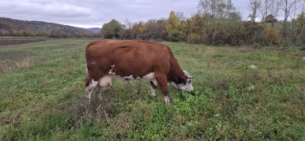 Krava - KupujemProdajem