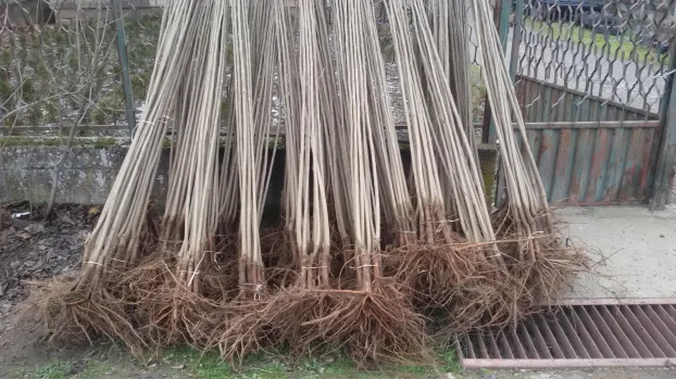 Sadnice kanadske topole - KupujemProdajem