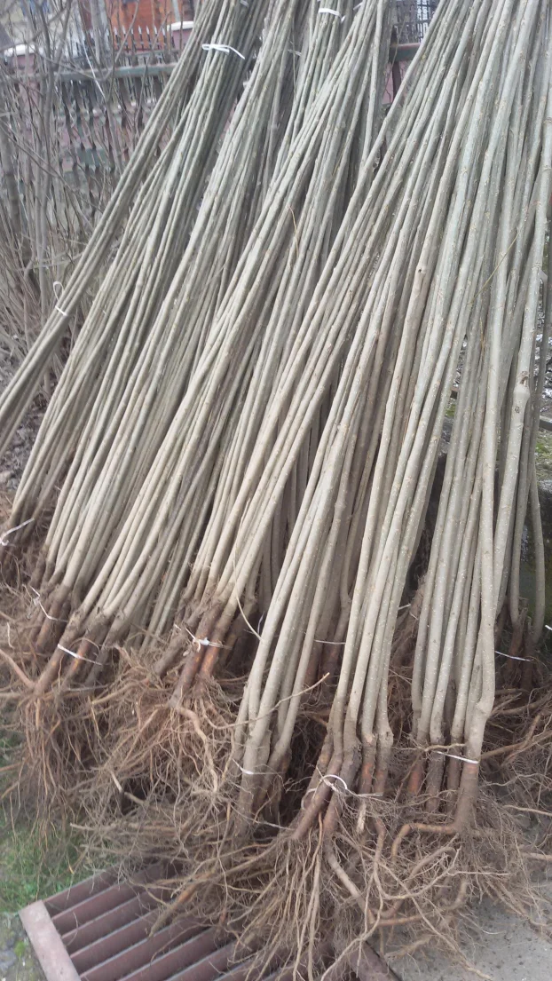 Sadnice kanadske topole - KupujemProdajem